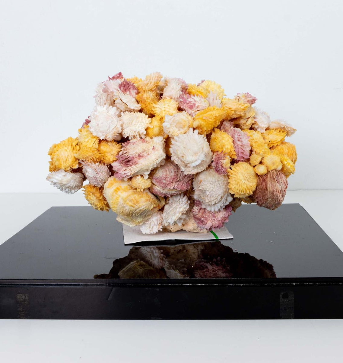 Rare Cluster of Jewel Box Shells – The Antique And Artisan Gallery Online